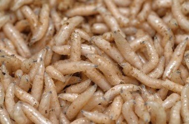 Blue Bottle Fly Larvae (BBF Spikes) – Premium Feeder Insects – Heart ...