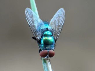 Blue Bottle Fly Larvae (BBF Spikes) – Premium Feeder Insects – Heart ...