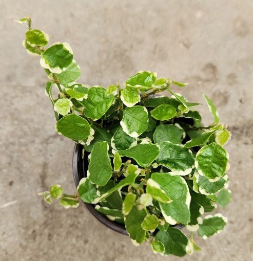 Variegated Creeping Fig Plant | Ficus Pumila | Heart Leaf Tropicals