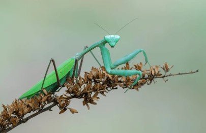 Giant Asian Mantis for Sale | Hierodula | Heart Leaf Tropicals