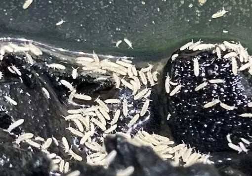 White Springtails – Heart Leaf Tropicals